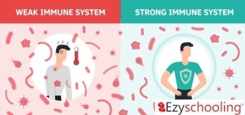 Here the five major symptoms of a weak immune syst | Ezyschooling